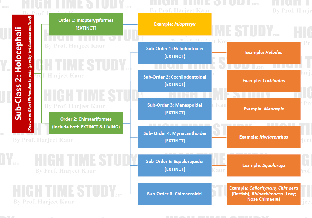 Chondrichthyes (Cartilaginous Fishes) Classification – HIGH TIME STUDY