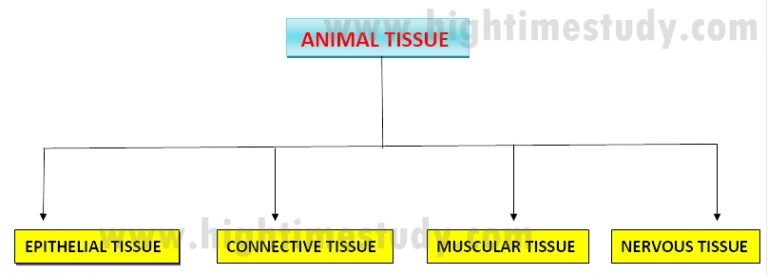 Class 9th – Tissues in Animals – HIGH TIME STUDY