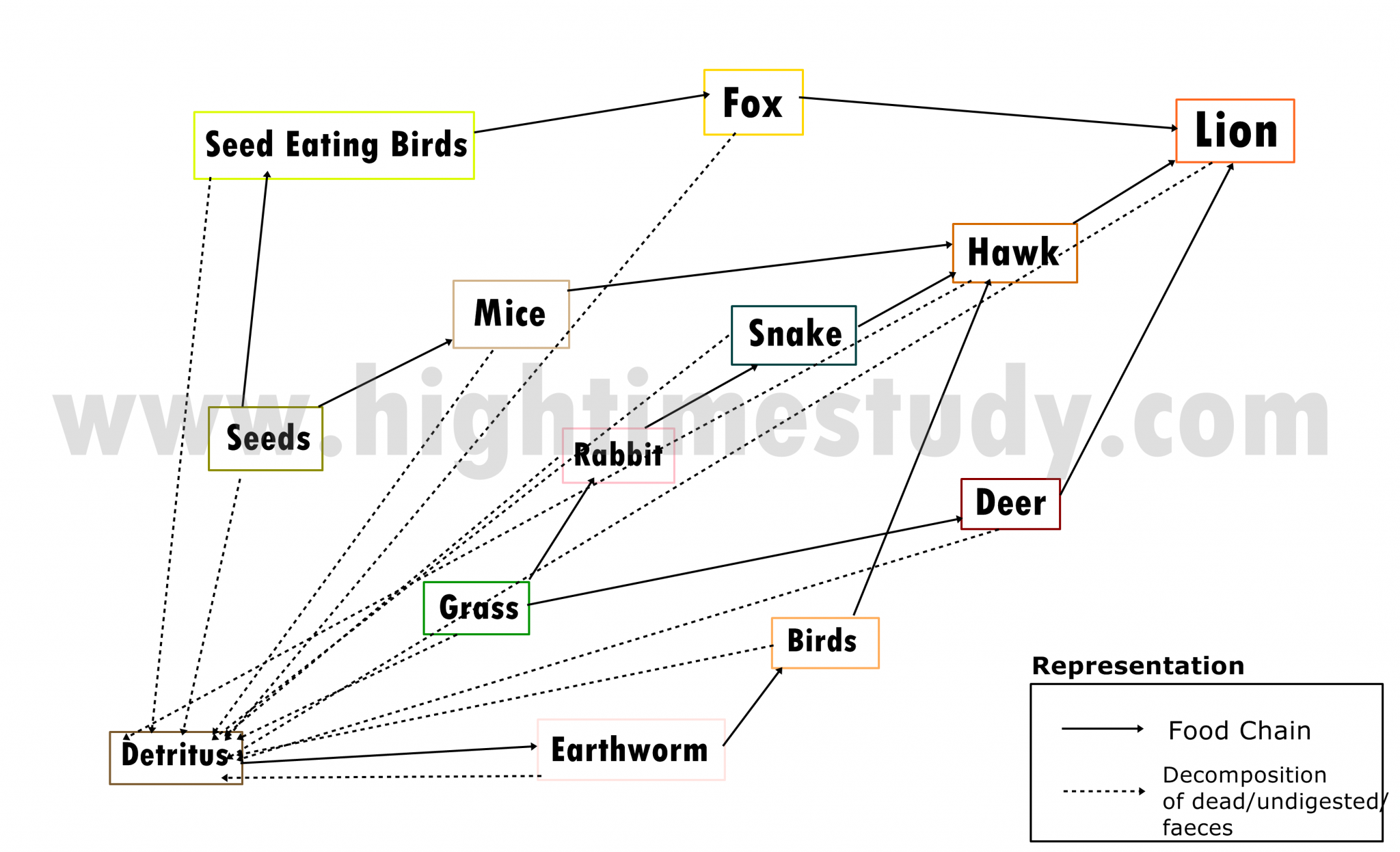 Food Chain & Food Web – HIGH TIME STUDY