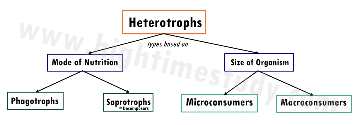 Ecosystem Structure – HIGH TIME STUDY