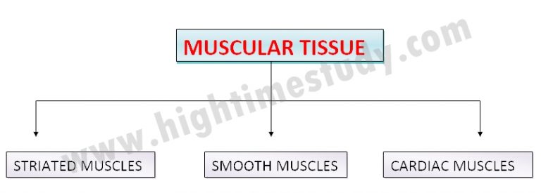 Class 9th – MUSCULAR TISSUE – HIGH TIME STUDY