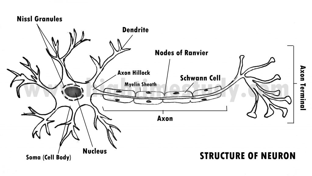 Nervous Tissue Diagram