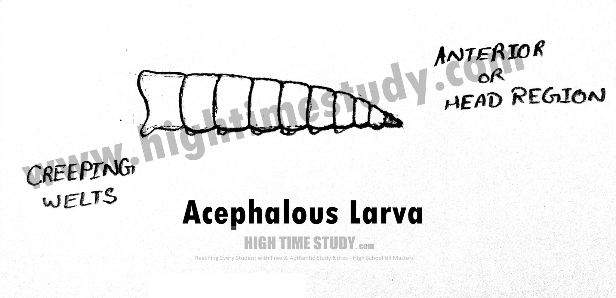 Larva and it’s Types – HIGH TIME STUDY