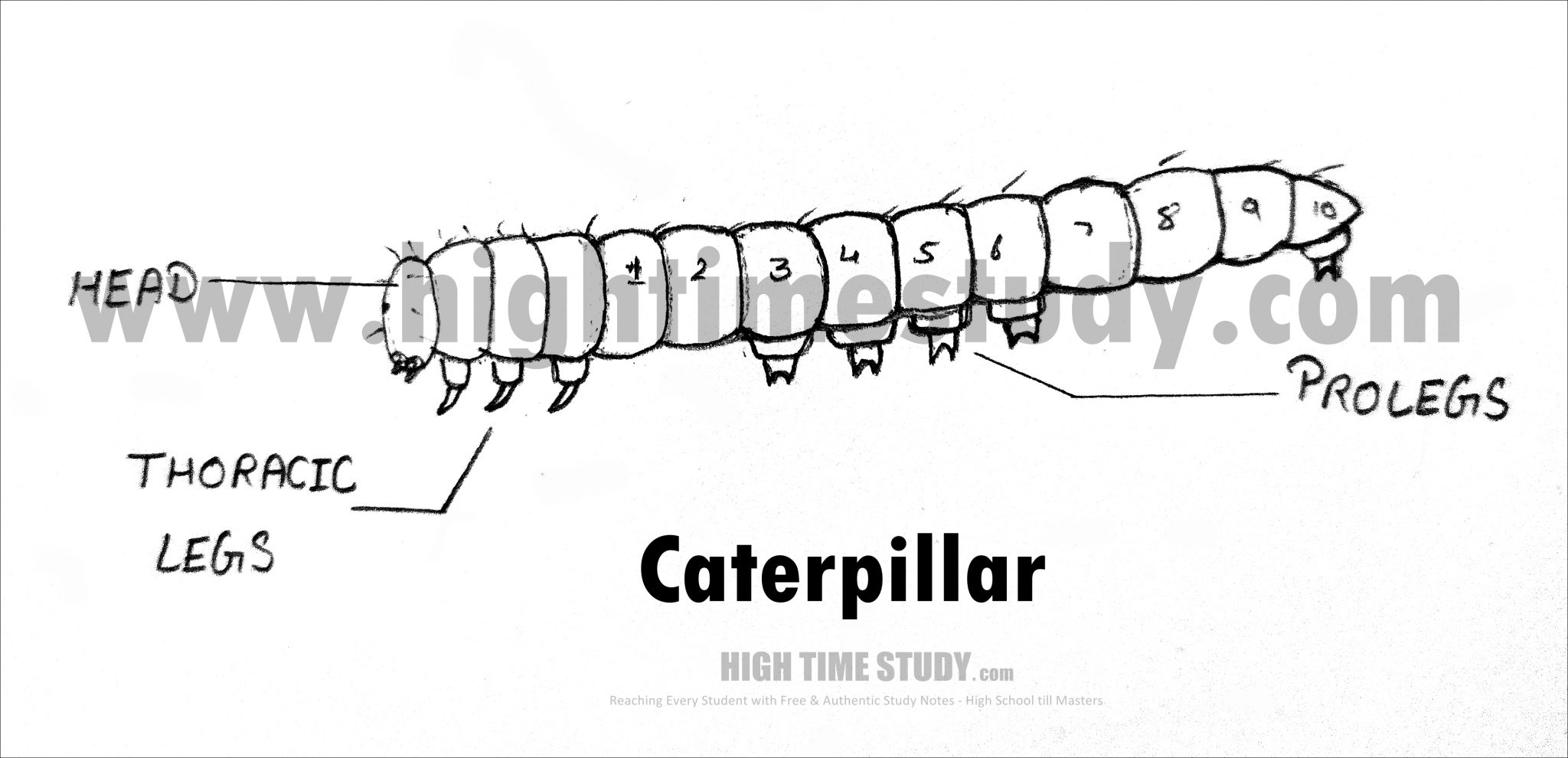 Larva and it’s Types – HIGH TIME STUDY
