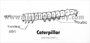 Larva and it’s Types – HIGH TIME STUDY