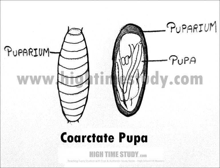 Pupa and it’s Types – HIGH TIME STUDY