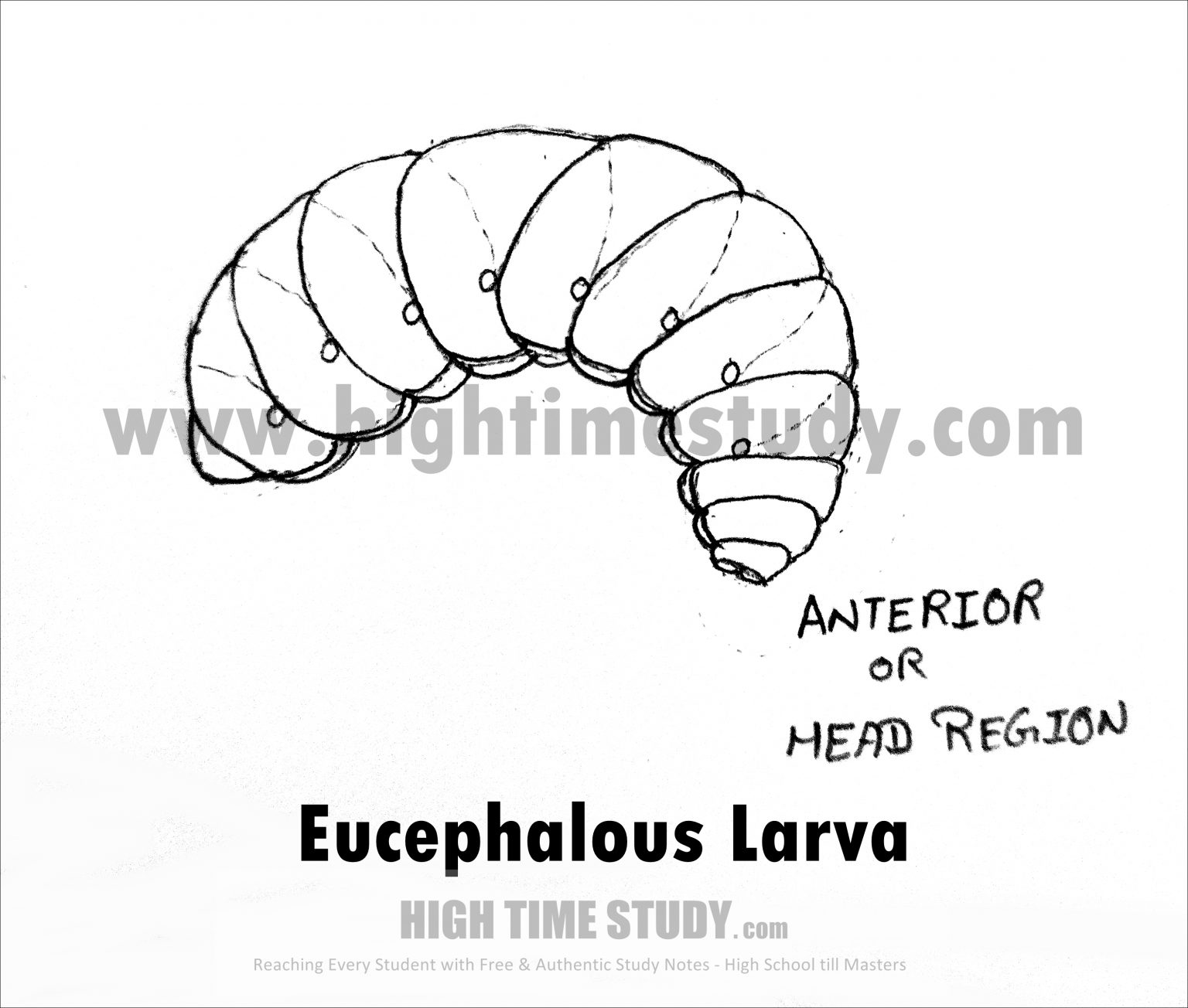 Larva and it’s Types – HIGH TIME STUDY