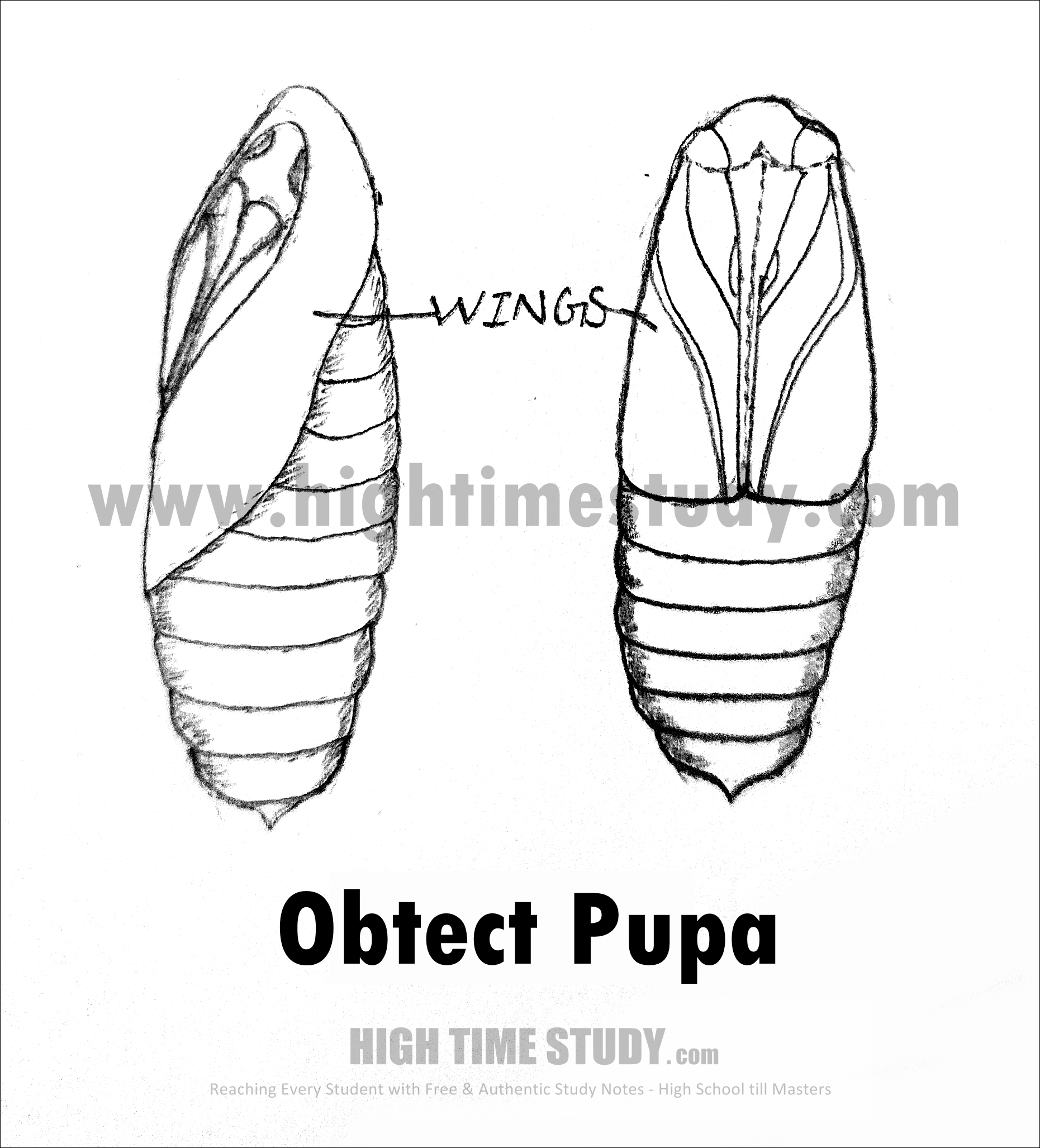 Pupa and it’s Types – HIGH TIME STUDY