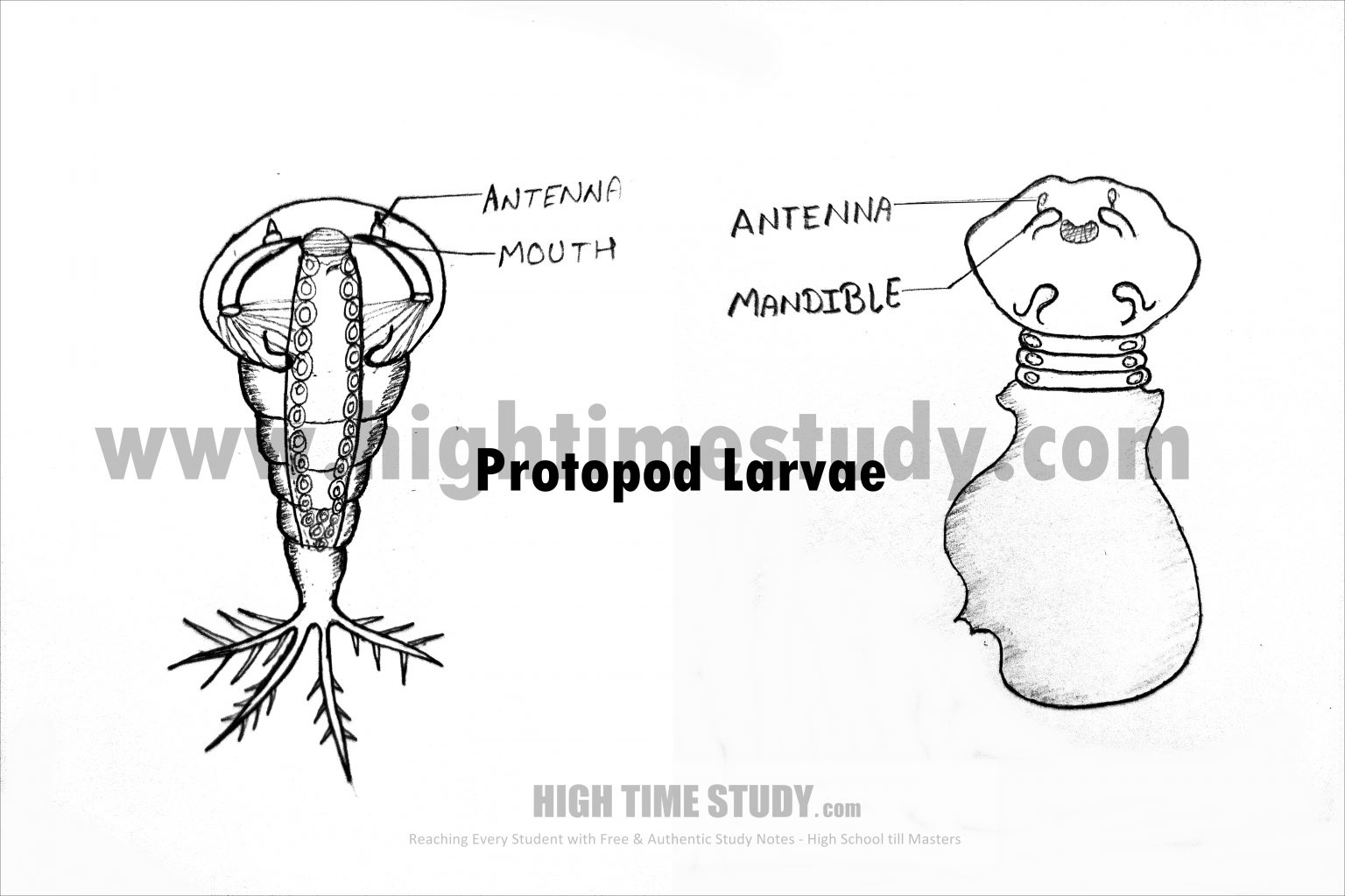 Larva and it’s Types – HIGH TIME STUDY