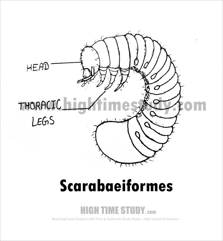 Larva and it’s Types – HIGH TIME STUDY