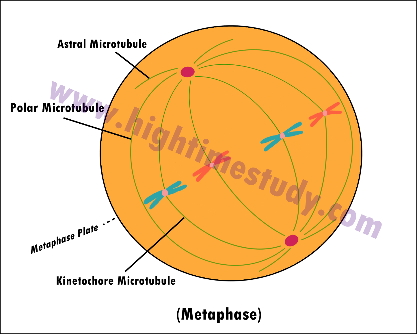 Cell Cycle & Cell Division – Mitosis – HIGH TIME STUDY