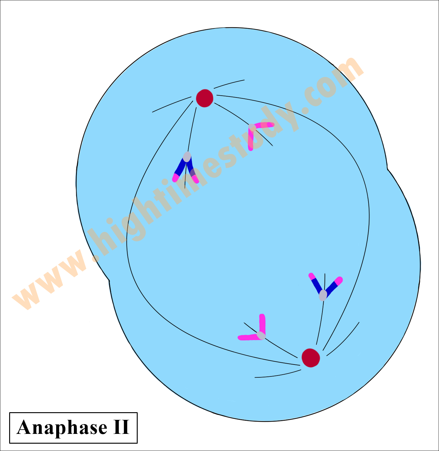 Cell Division – Meiosis – HIGH TIME STUDY
