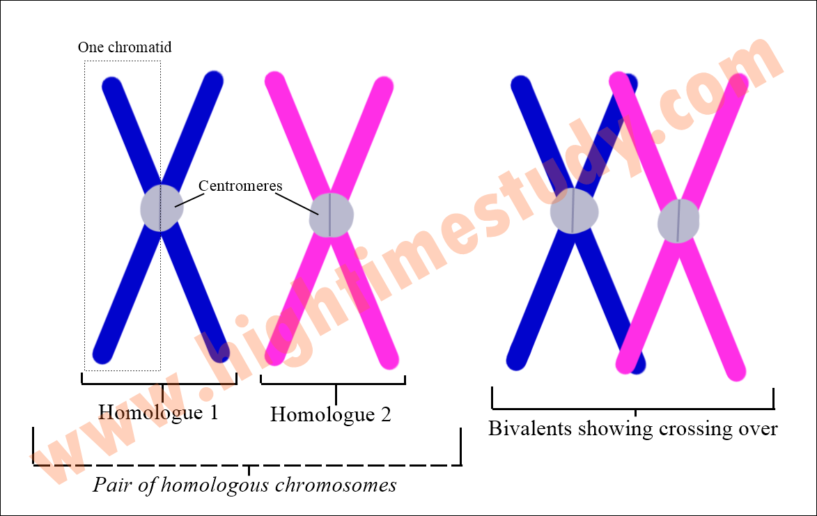 Cell Division – Meiosis – HIGH TIME STUDY