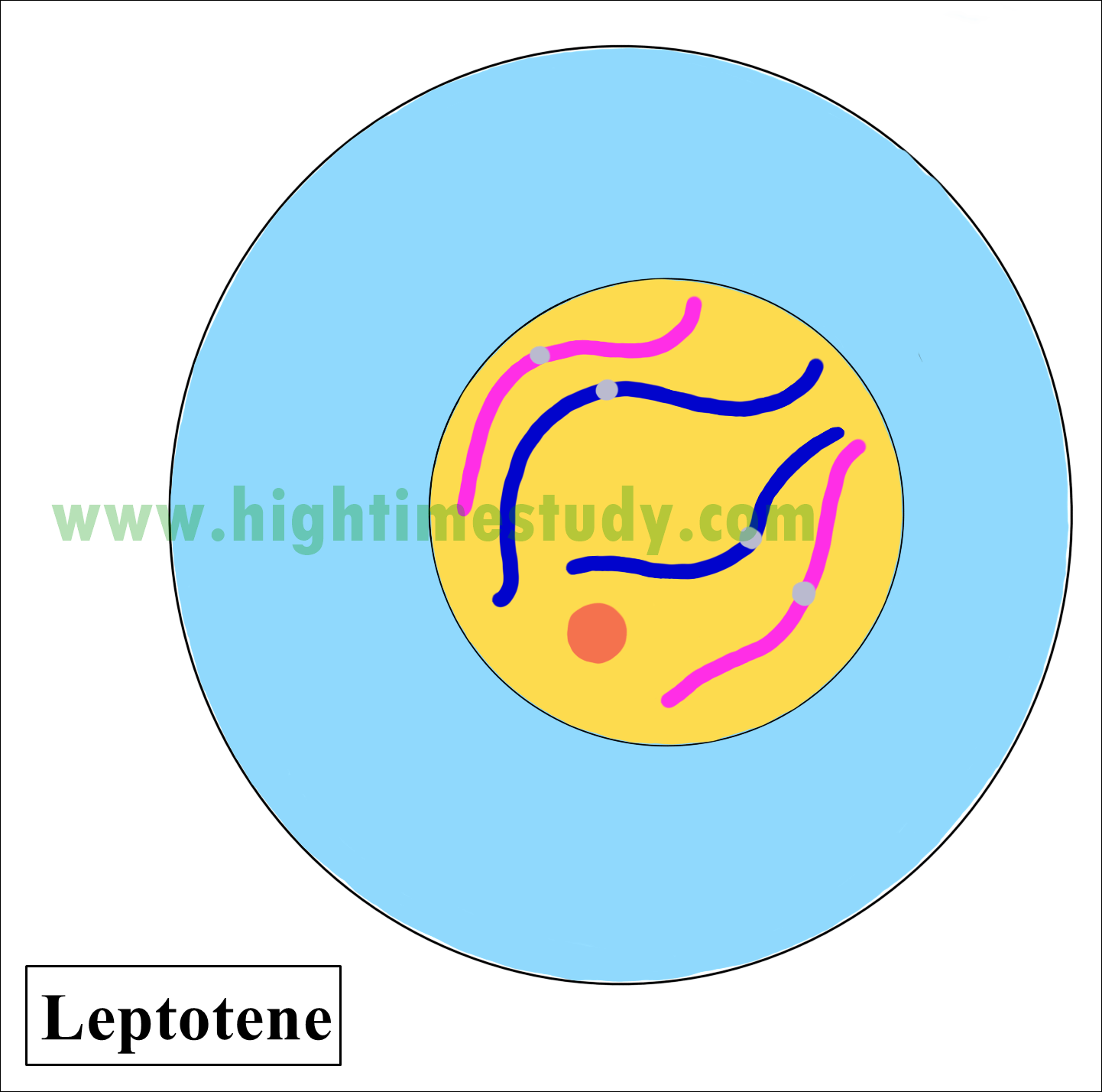 Cell Division – Meiosis – HIGH TIME STUDY