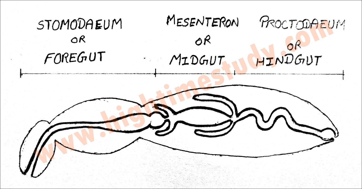 INSECT DIGESTIVE SYSTEM – HIGH TIME STUDY
