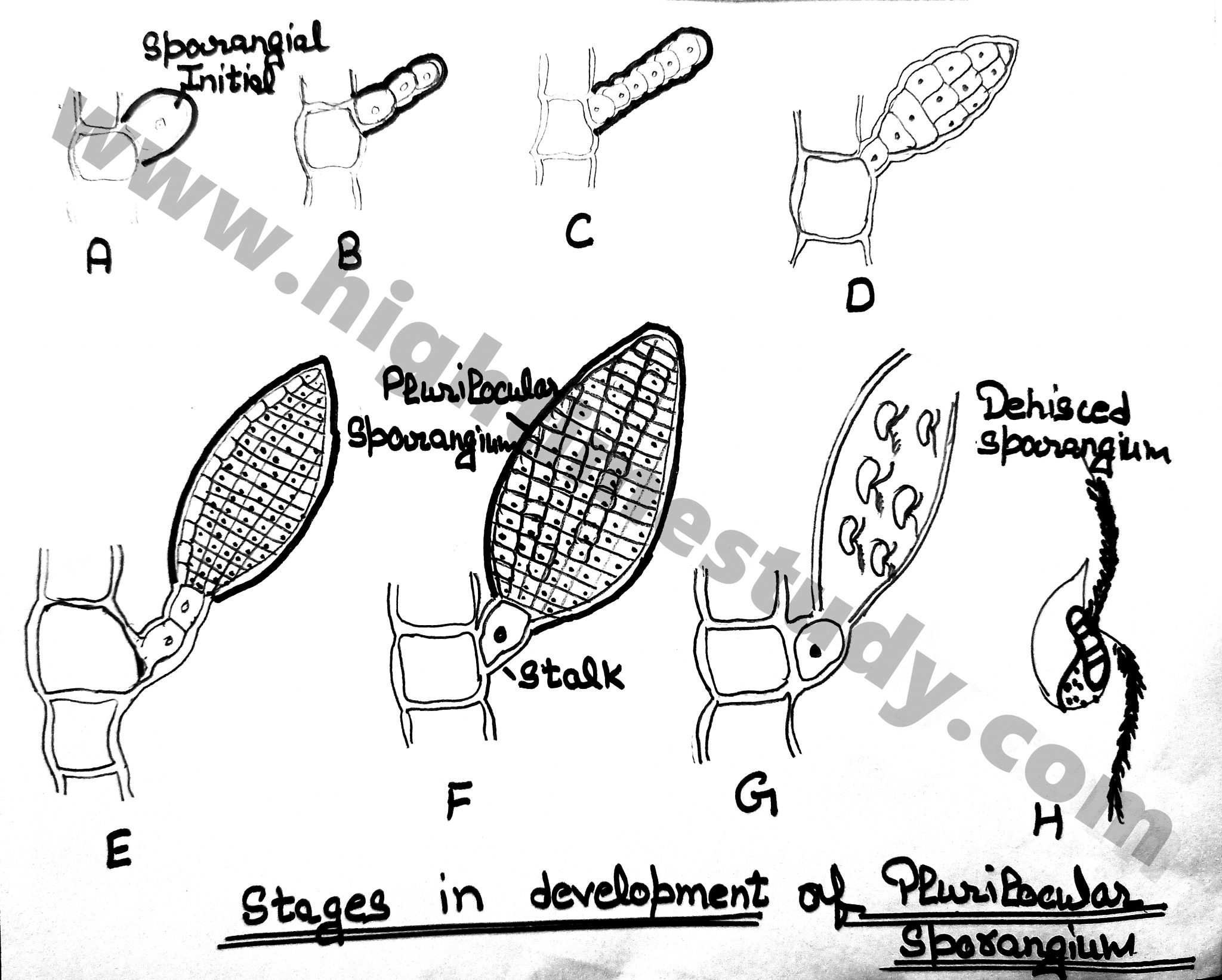 Ectocarpus – HIGH TIME STUDY