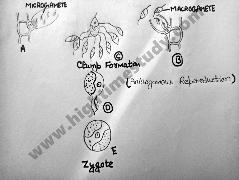 Ectocarpus – HIGH TIME STUDY