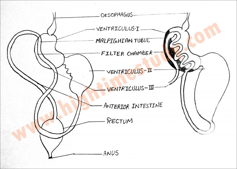 INSECT DIGESTIVE SYSTEM – HIGH TIME STUDY