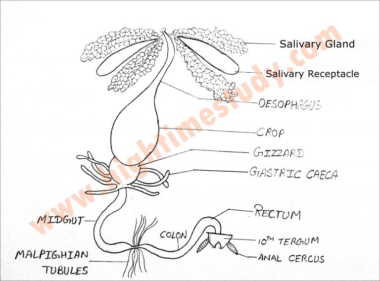 INSECT DIGESTIVE SYSTEM – HIGH TIME STUDY